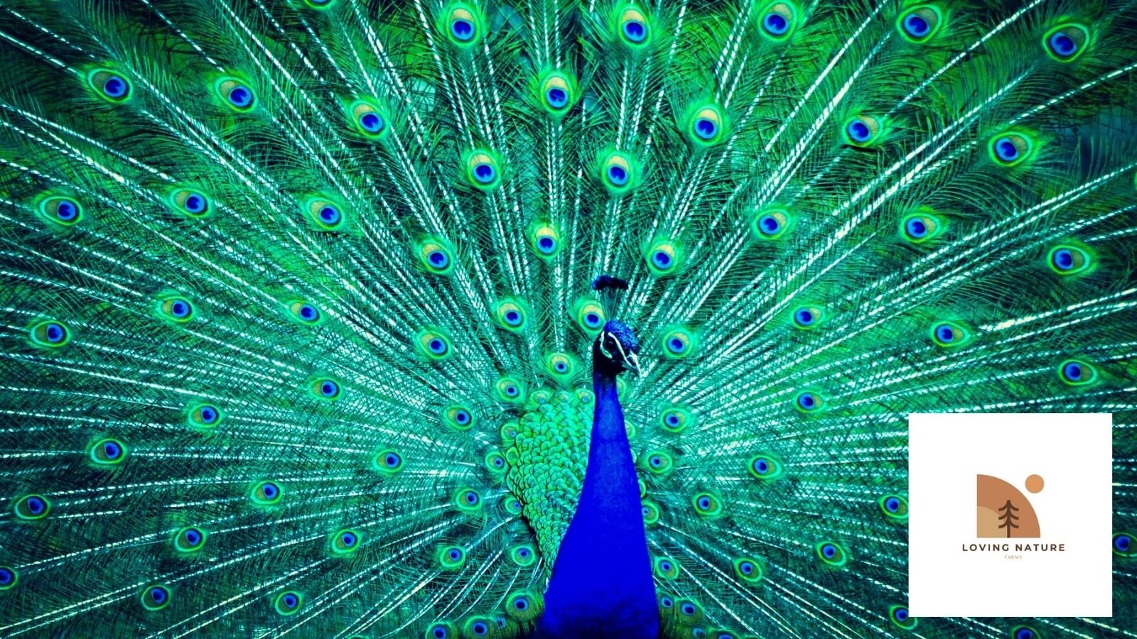 292+ Best Unique Exciting Names For Peacocks