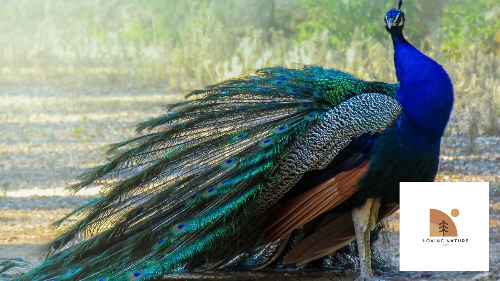 292+ Best Unique Exciting Names For Peacocks