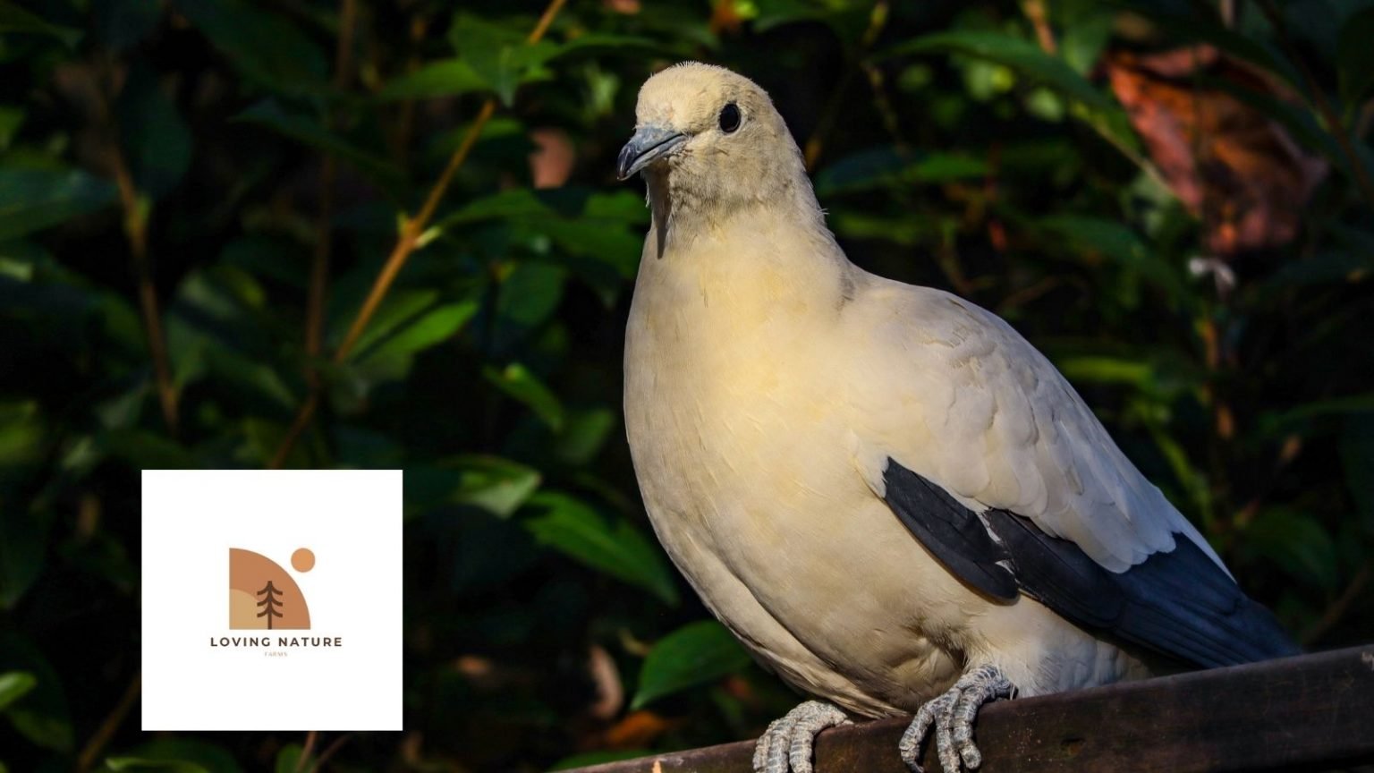 101+ Best Dove Names Of All Time