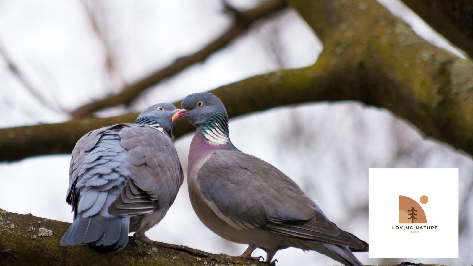 101+ Best Dove Names Of All Time