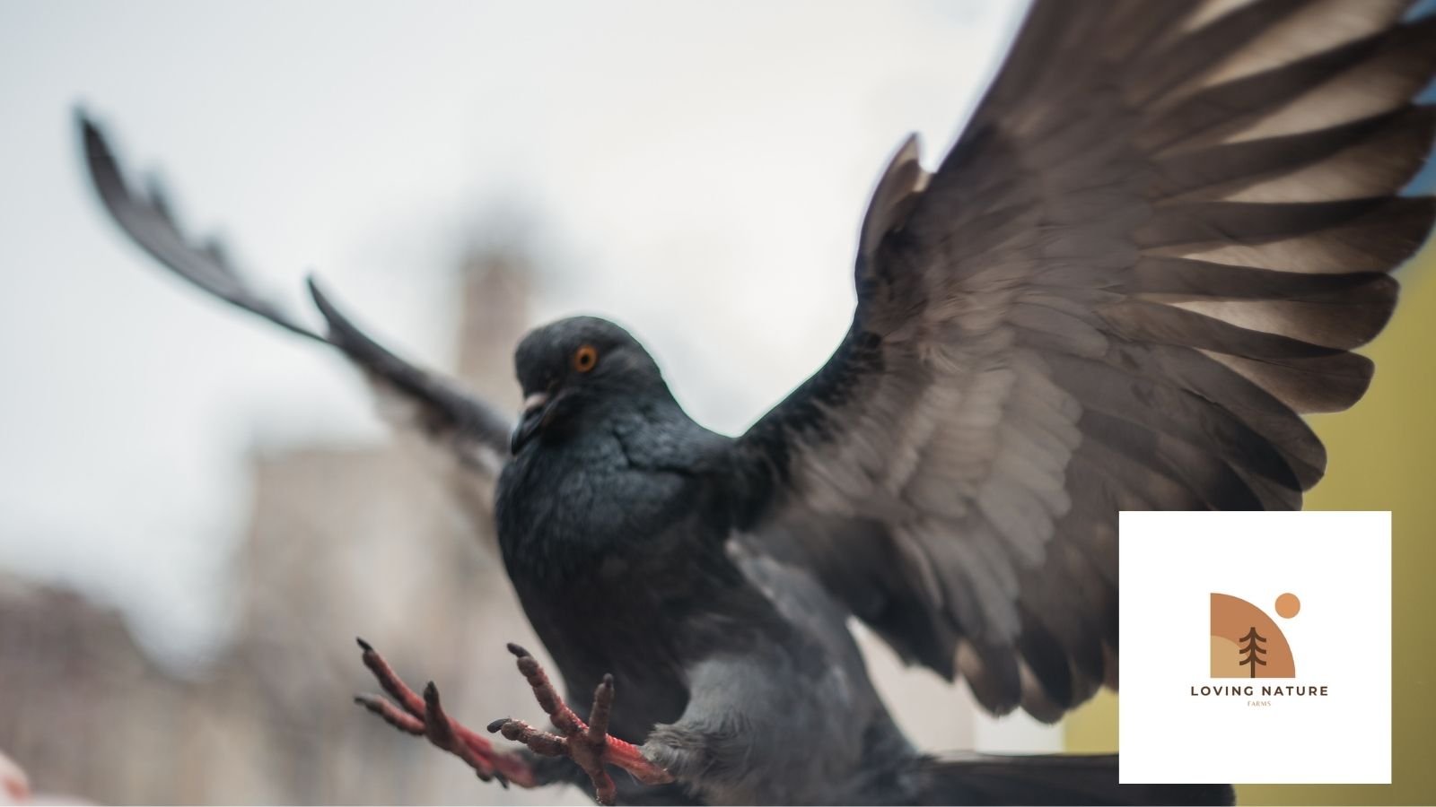 101+ Best Dove Names Of All Time