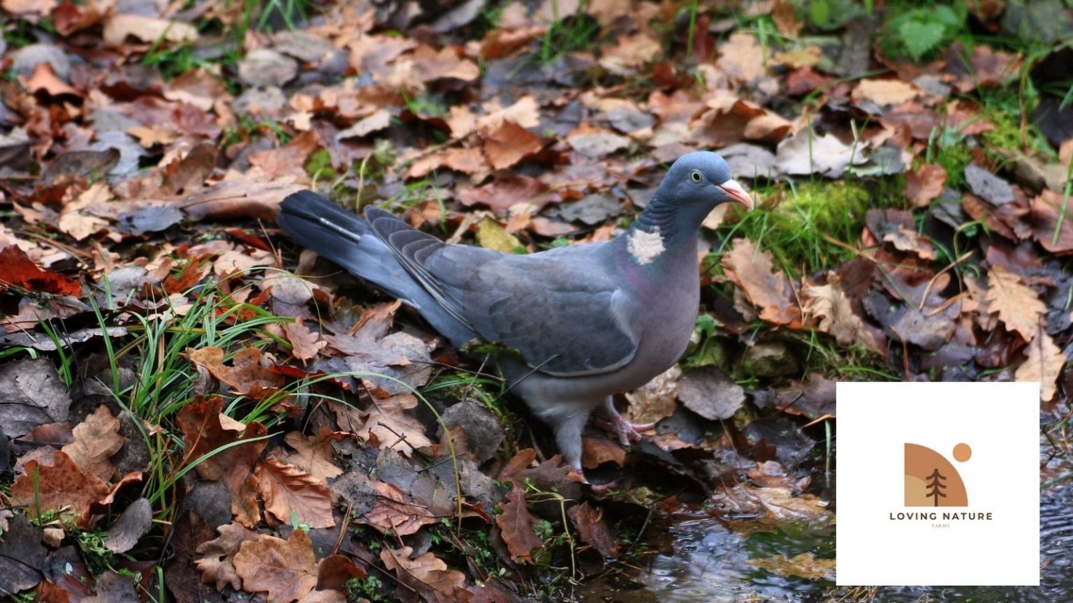101+ Best Dove Names Of All Time