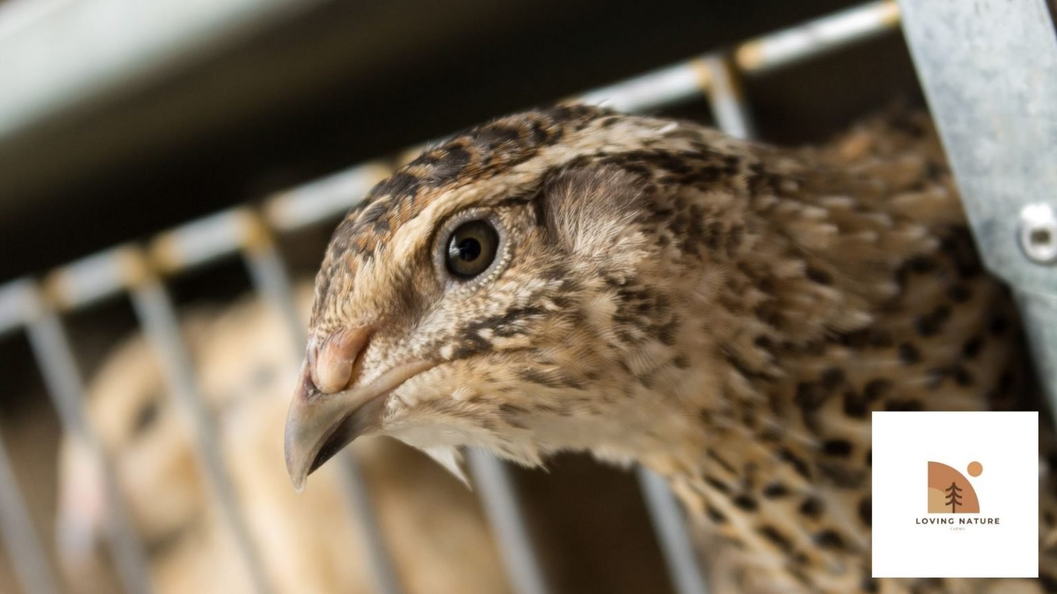 181+ Best Pet Quail Names: Unique Exciting Name Ideas