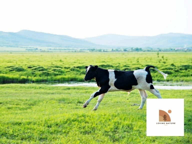 How Fast Are Cows? The Incredible Attributes of Cows