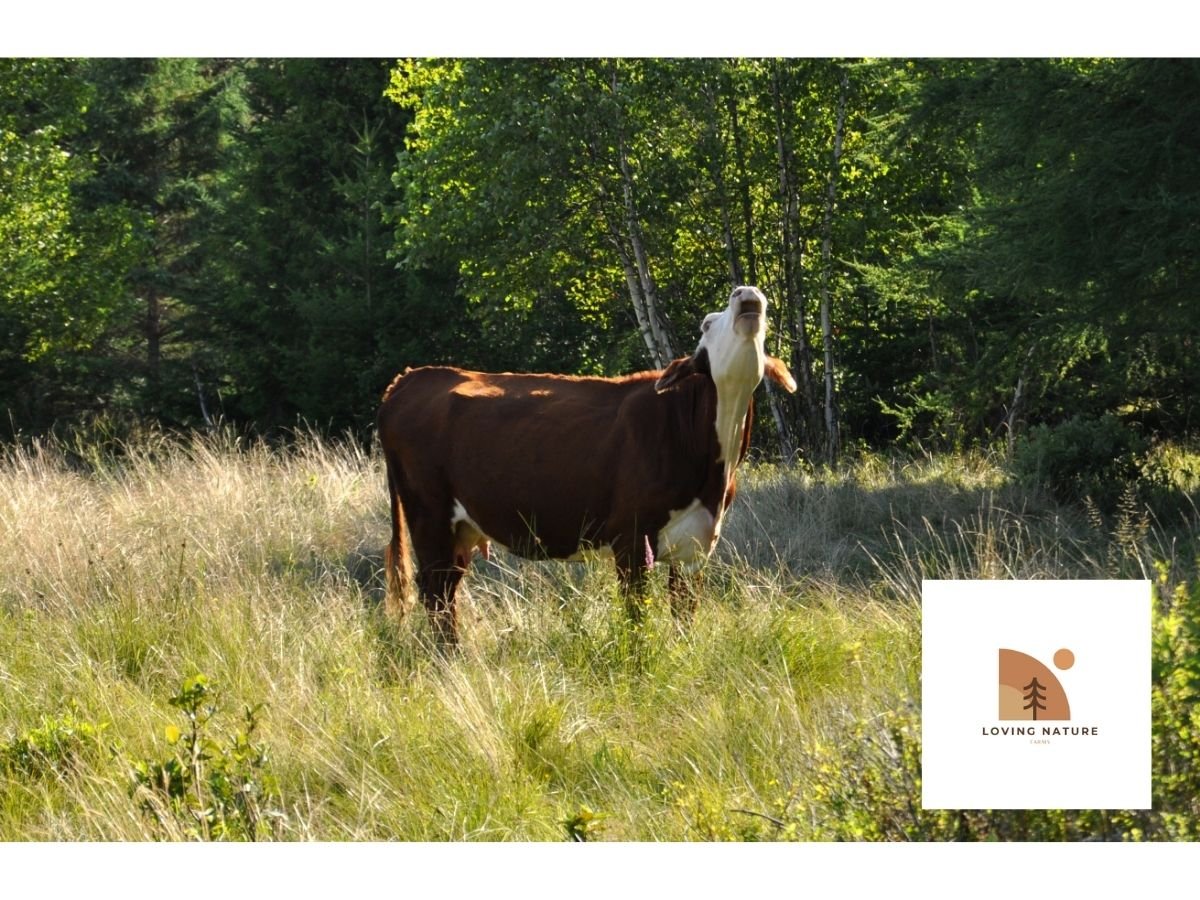 Why Do Cows Moo At Night? (The science behind cow vocalizations)