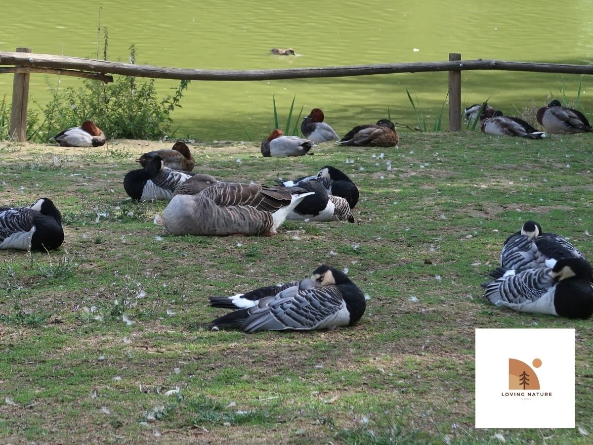 Ducks’ Sleeping Habits: A Comprehensive Guide