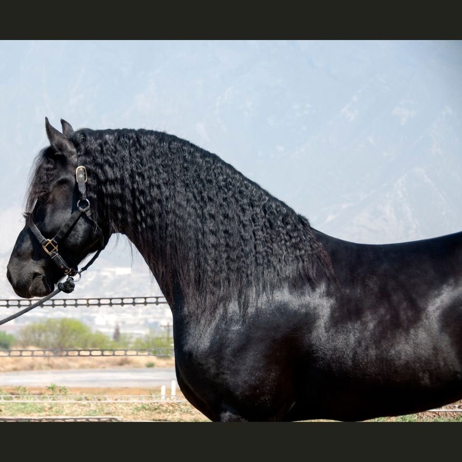 Facts, Characteristics, and Colors of the Friesian Horse Breed