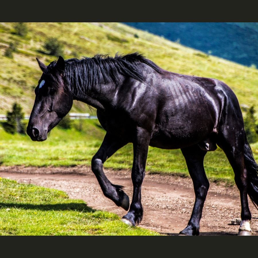 Facts, Characteristics, and Colors of the Friesian Horse Breed